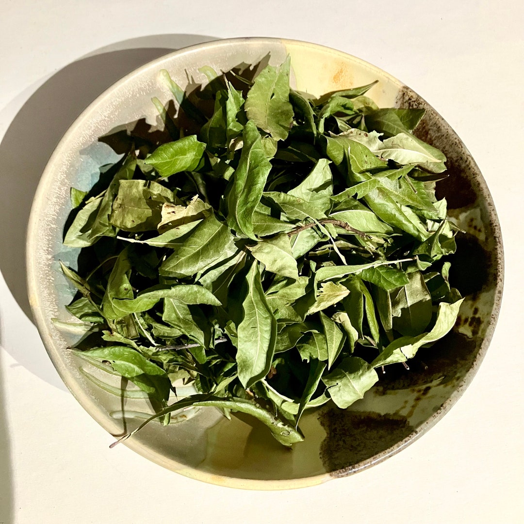Dried Bayberry Leaves: Aromatic Herb, Dye, Tea & Spell Ingredient - Etsy
