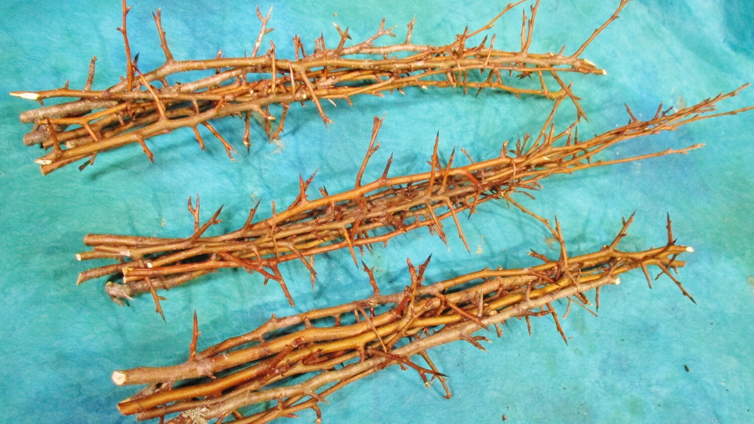 Thorn Branches 7 Long Pear Wood Sticks with Thorns | Etsy