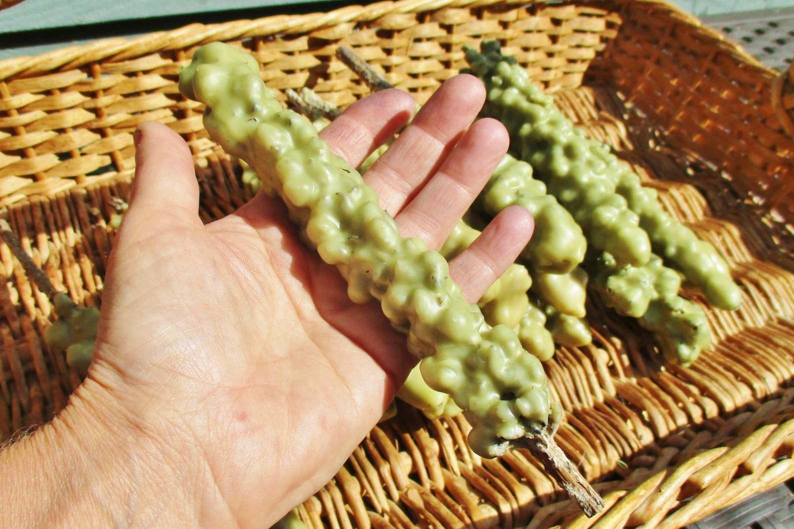 Mullein Witches Candle, Bayberry Ceremonial Candles - Etsy