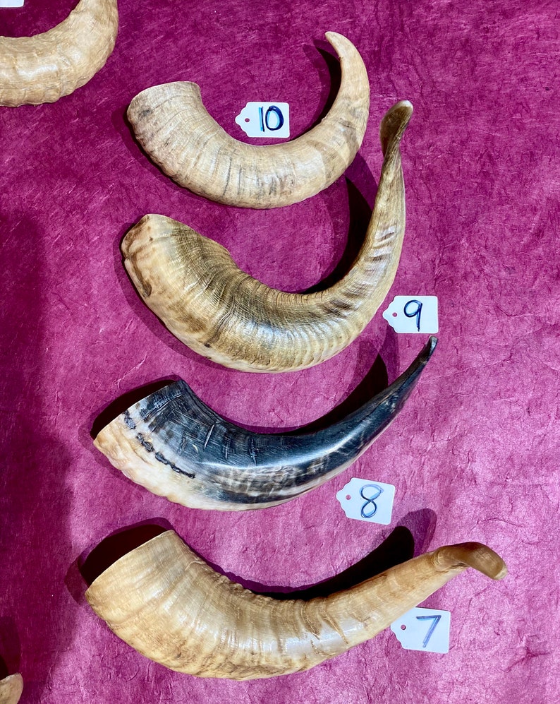 Single Icelandic Lamb Horns - Etsy