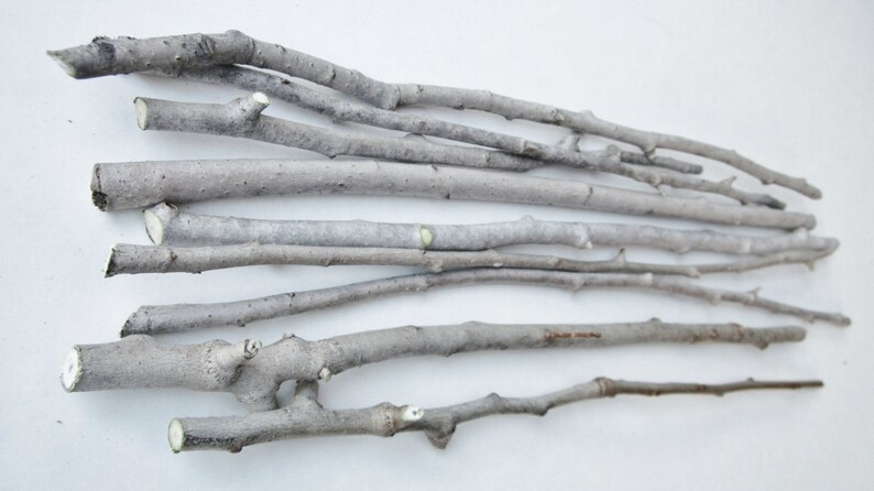 Poplar Wood Sticks 9 Poplar Branches | Etsy