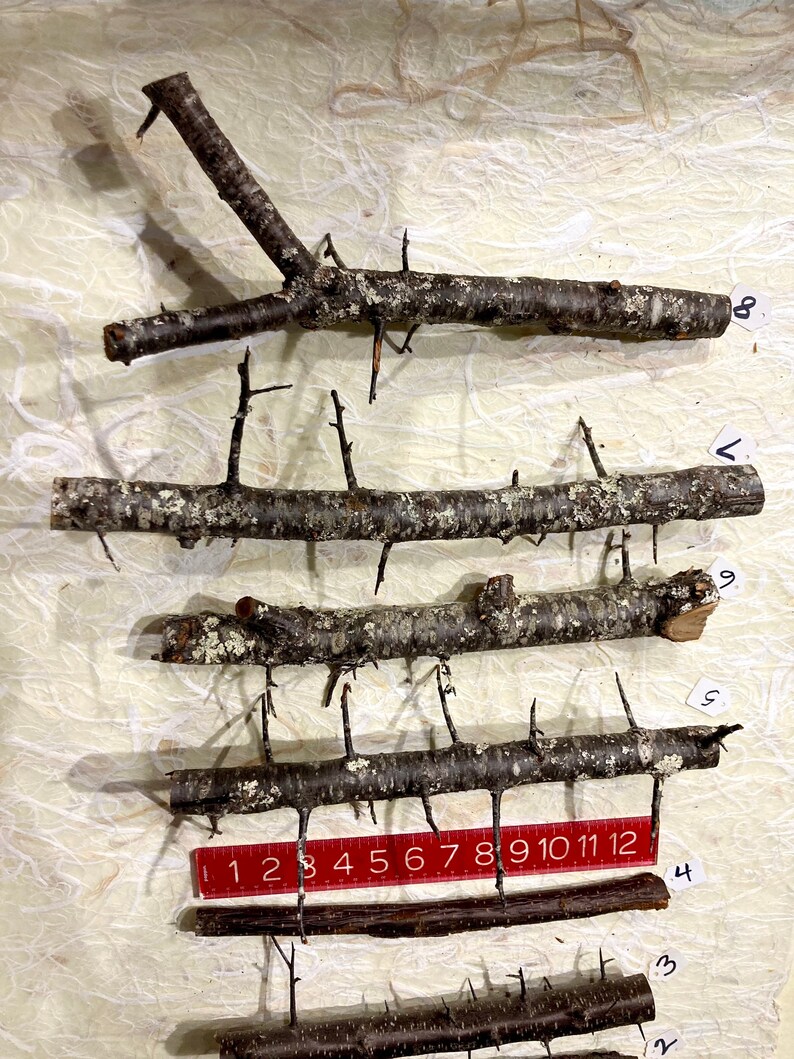 Blackthorn Wood Prunus Spinosa Thorn Wood Sticks | Etsy
