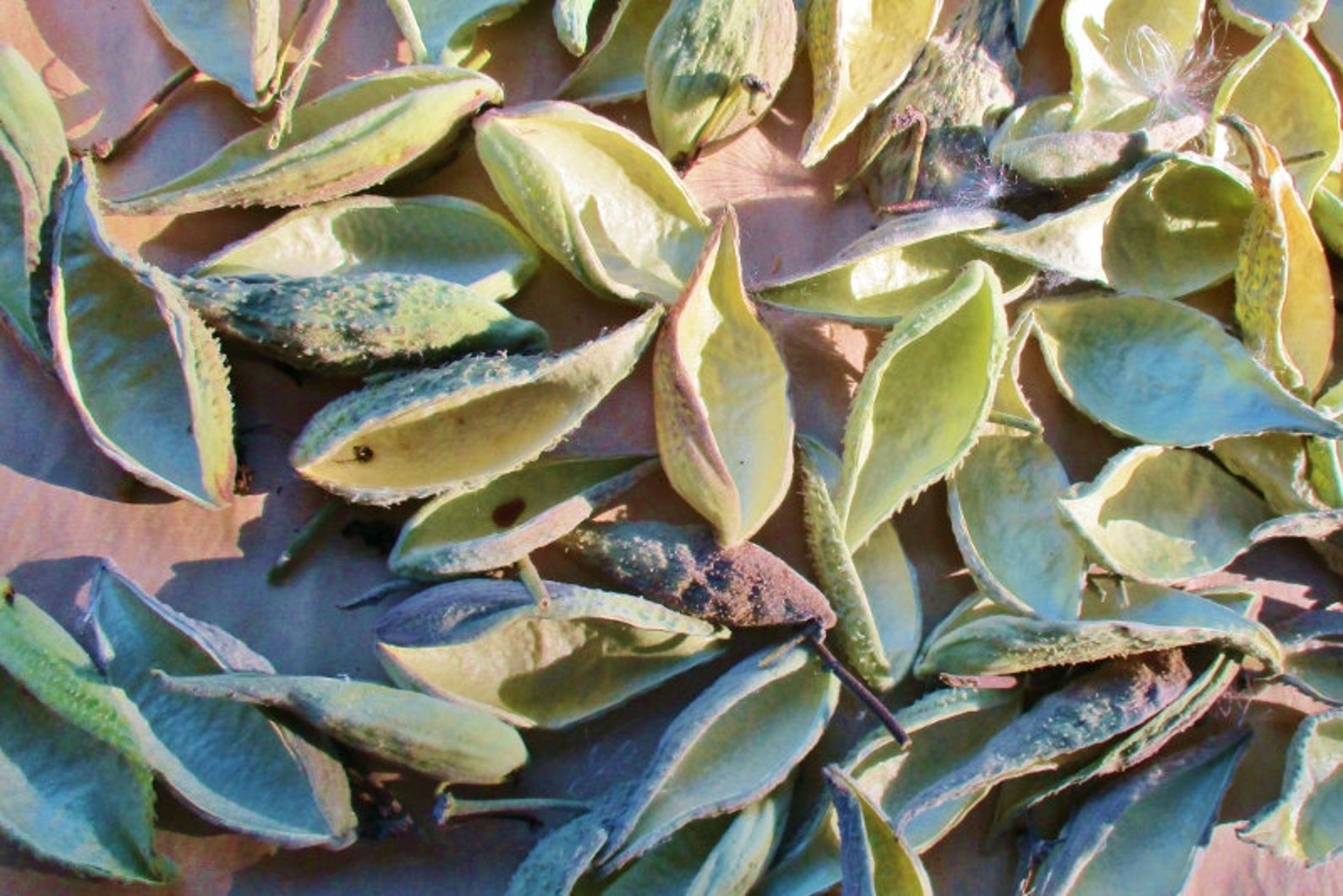 Dried Milkweed Pods Milk Weed Pod Crafts Asclepias Syriaca - Etsy