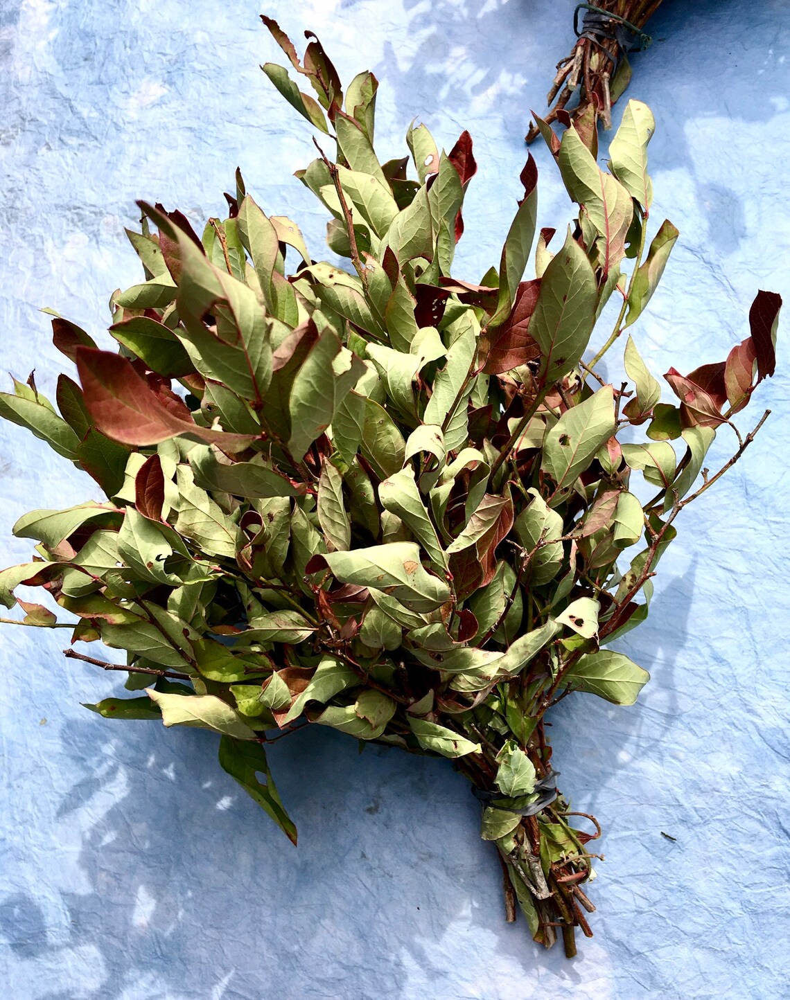 Blueberry Leaf Whole Dried Blueberry Twig Bunches | Etsy