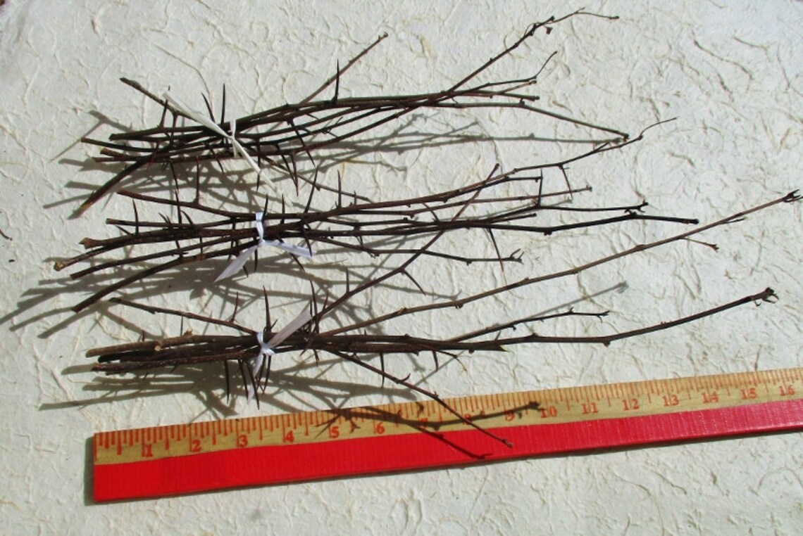 Hawthorn Tree Twigs With Thorns - Etsy