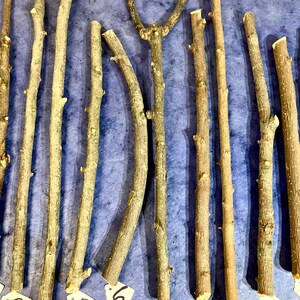 Wild Apple Wand Carving Wood - Etsy