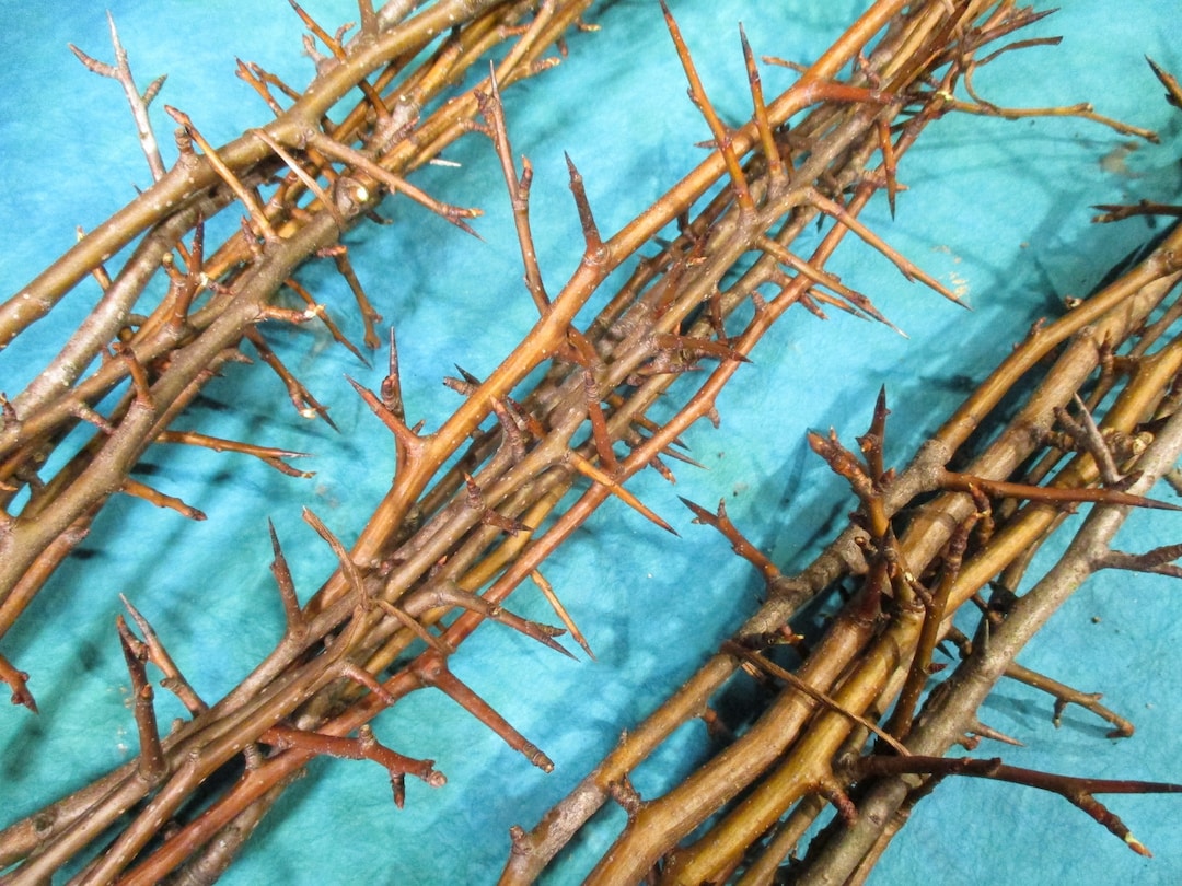 Thorn Branches, 7 Long Pear Wood Sticks With Thorns - Etsy