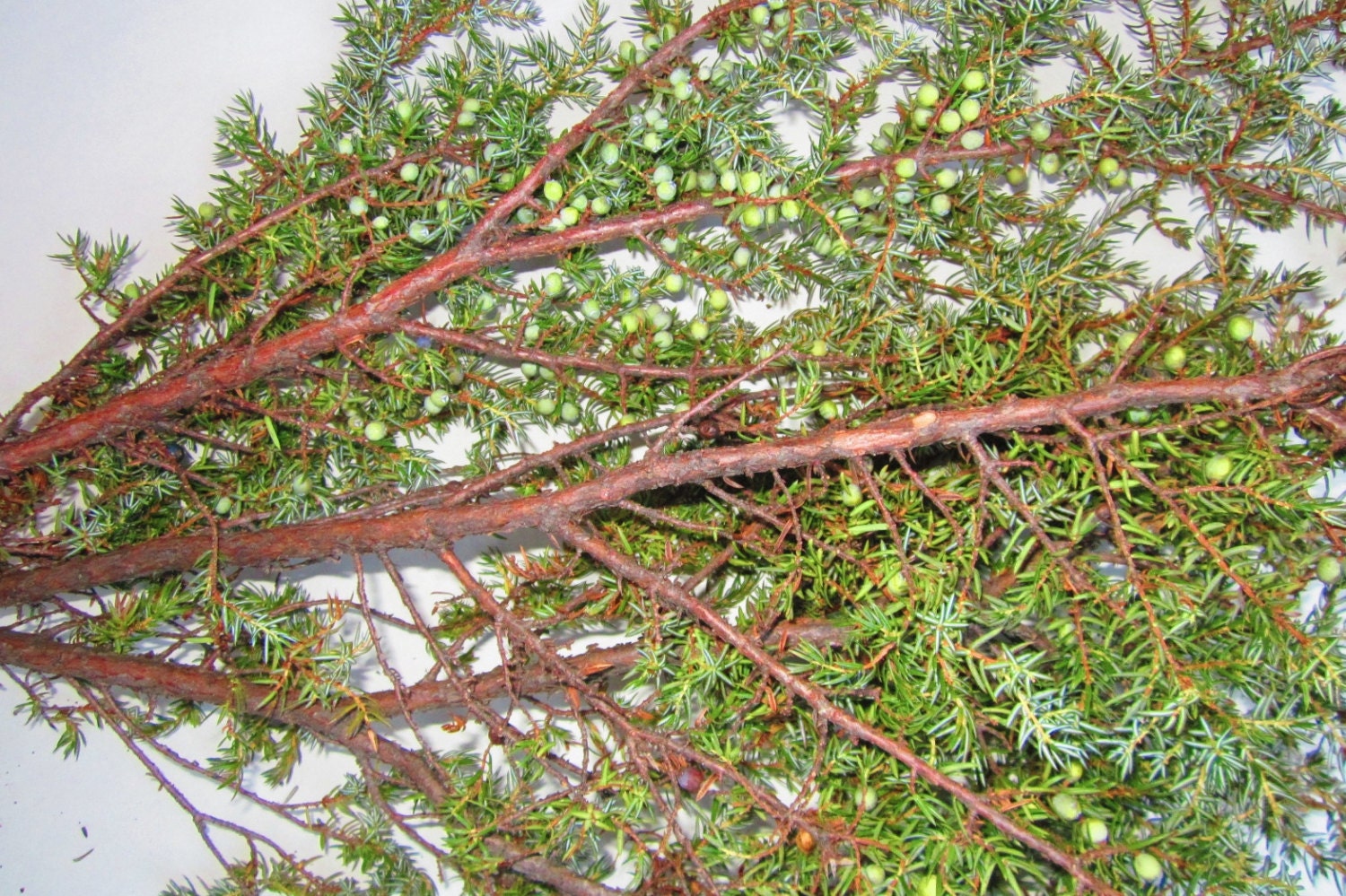 Juniper Branches Fresh Cut Juniperus Communis - Etsy Canada