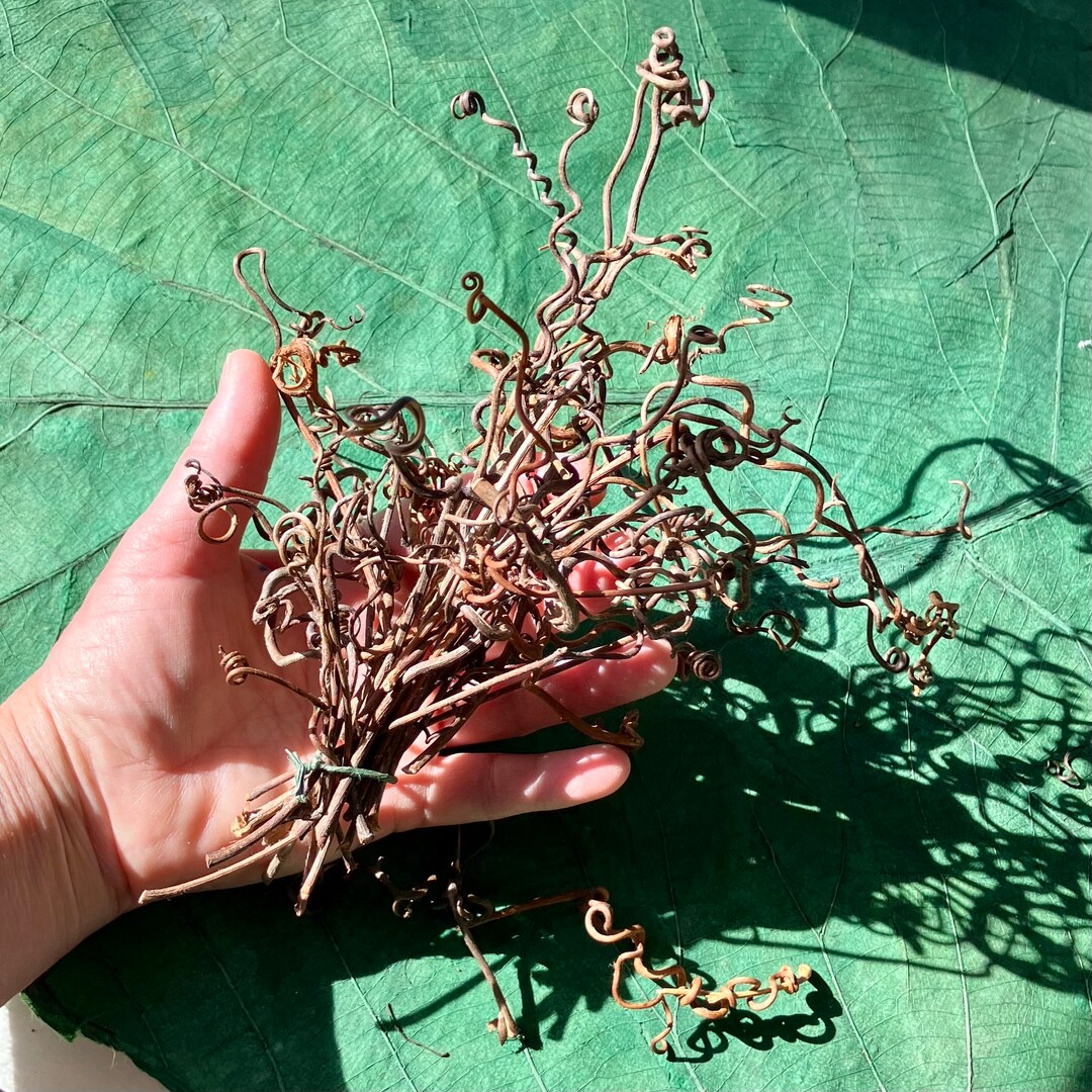 Grapevine Tendrils, 30 Curly Vines for Wreaths, Dried Arrangements ...
