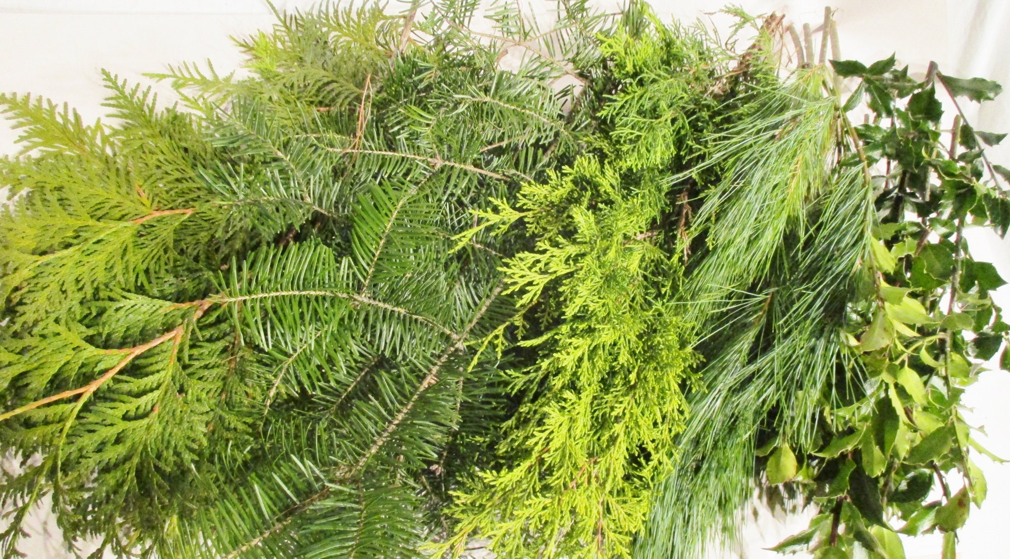 Fresh Mixed Evergreens White Pine Holly Balsam Fir and | Etsy