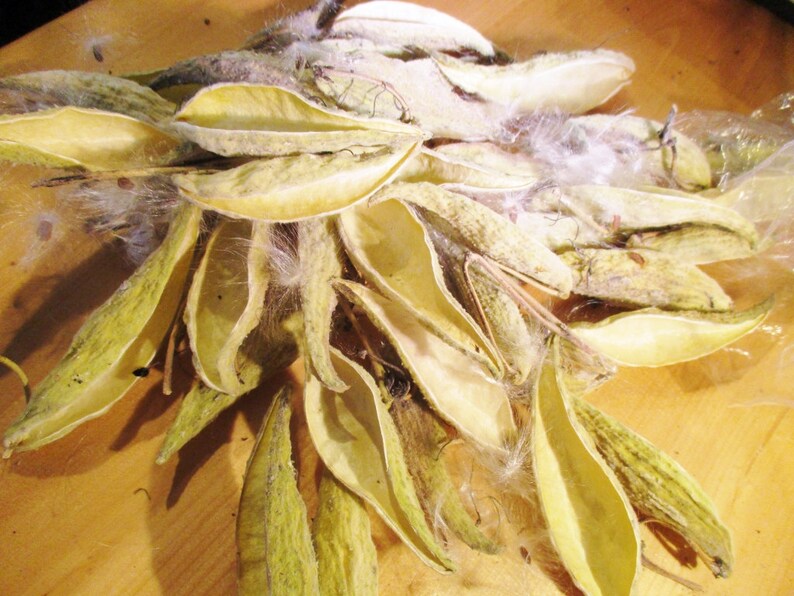 Dried Milkweed Pods Milk Weed Pod Crafts Asclepias Syriaca - Etsy