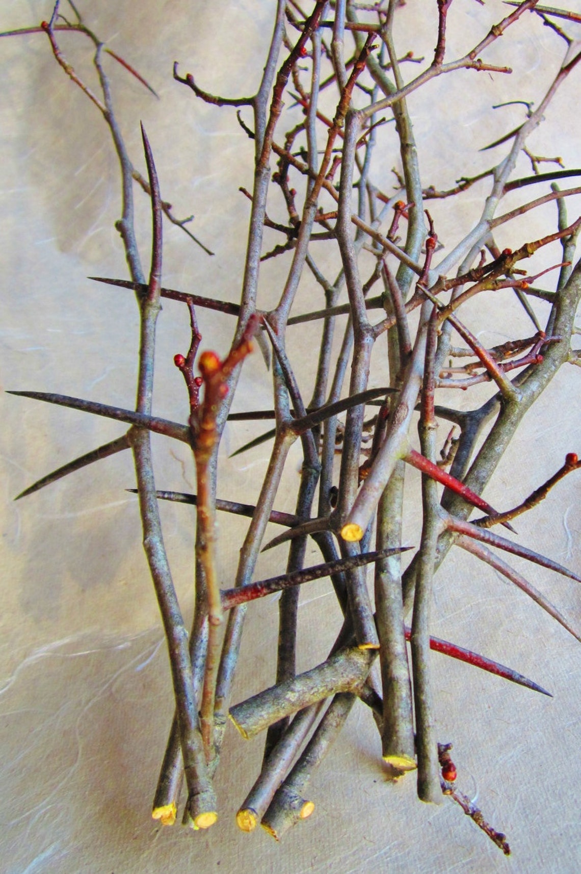 Hawthorn Tree Twigs With Thorns - Etsy