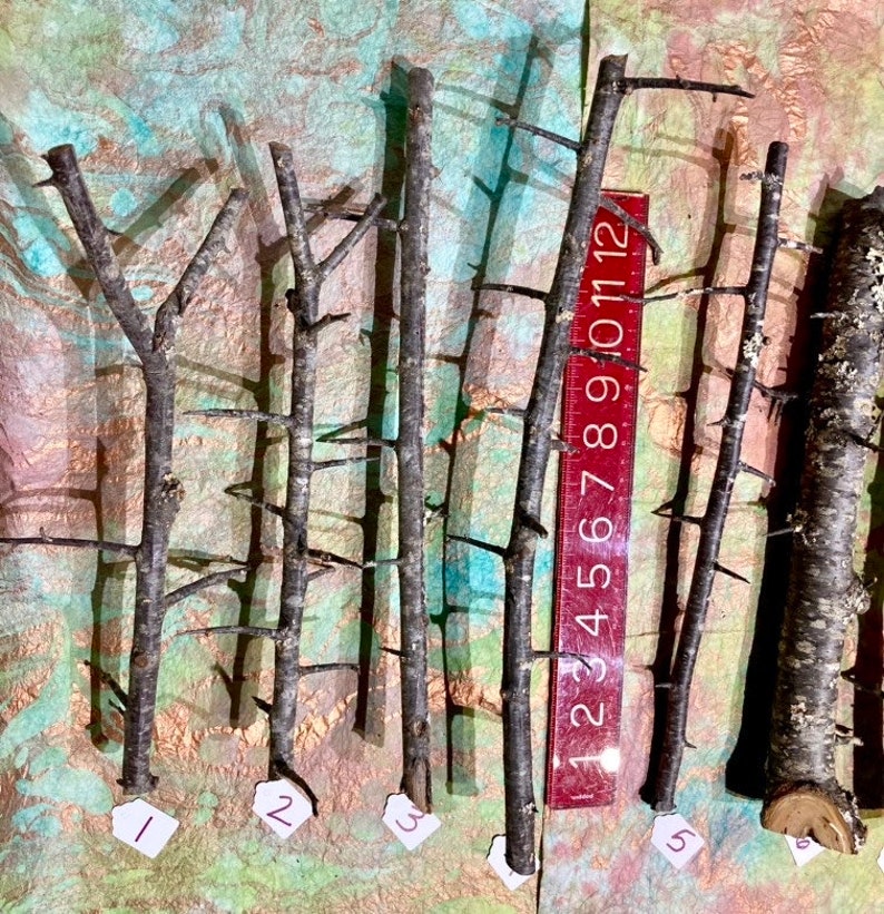 Blackthorn Wood Prunus Spinosa Thorn Wood Sticks - Etsy
