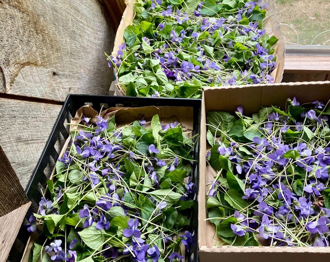 Dried Blue Violet Leaf and Flower, 2025 NH Harvest Common Blue Violets ...