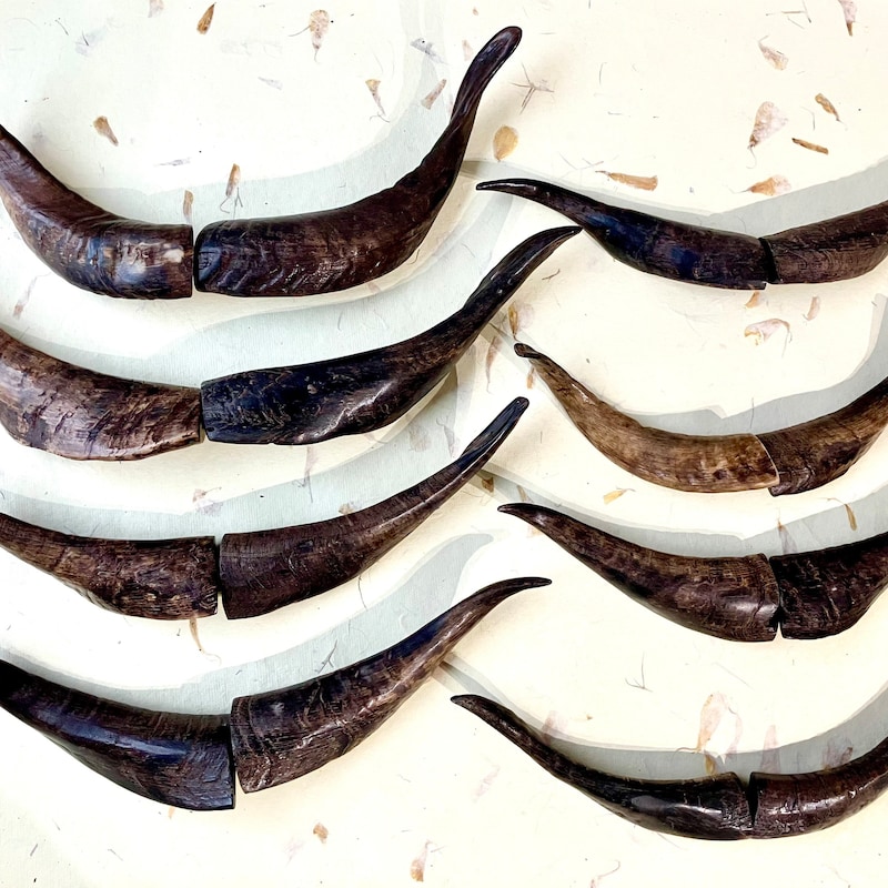 Real Ram Horns - Etsy