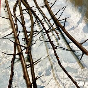 7 Blackthorn Wood, Sloe Blackthorn Stick Bundle - Etsy