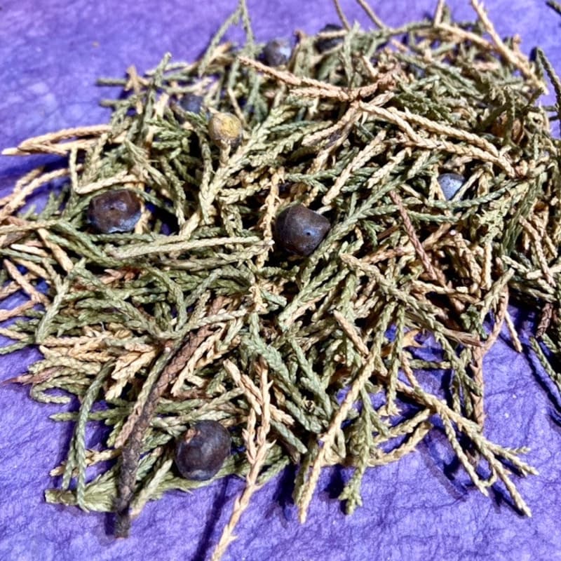 Eastern Red Cedar Tree - Etsy