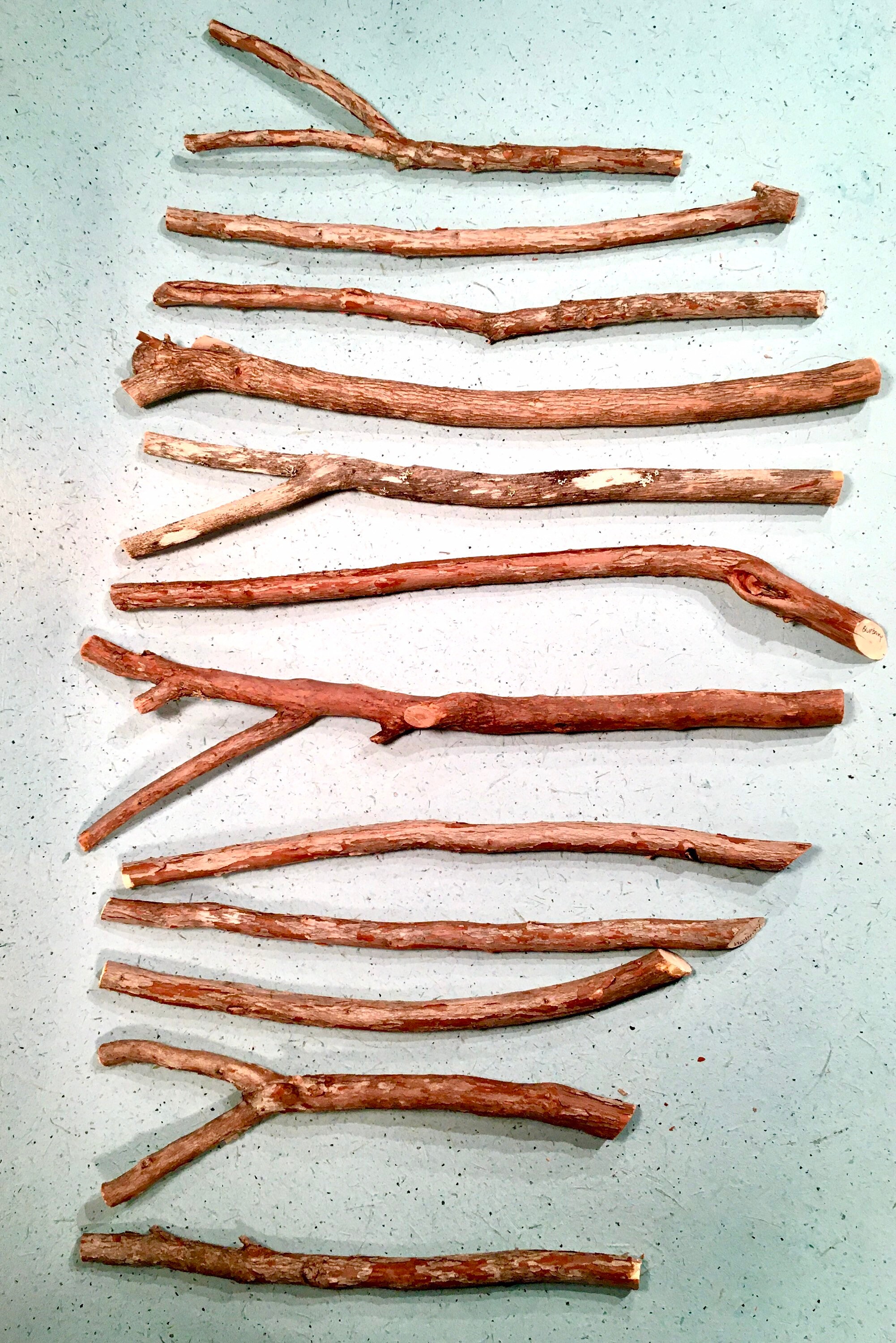 Blueberry Wood Sticks, Wand Carving Wood - Etsy
