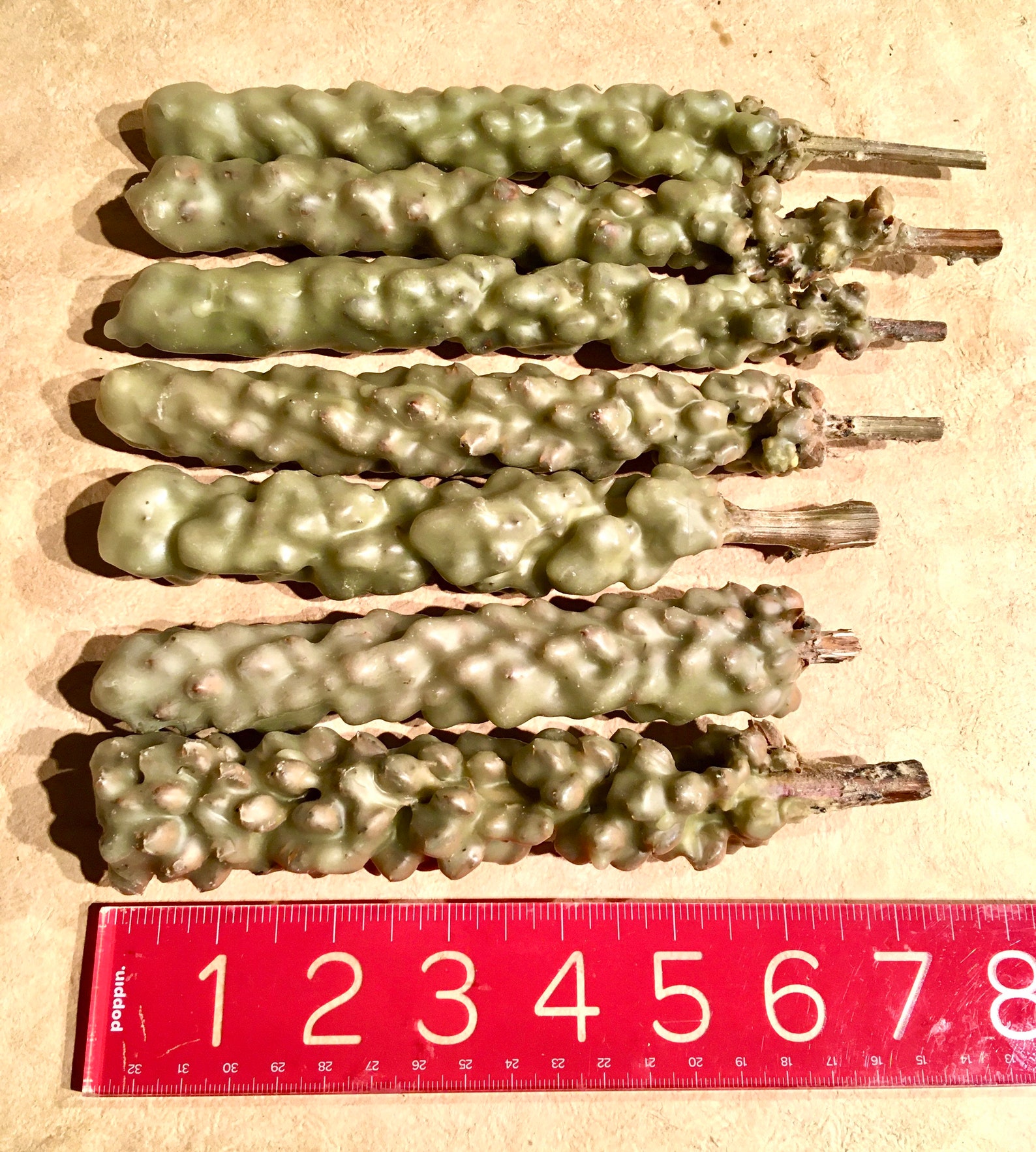 Mullein Witches Candle, Bayberry Ceremonial Candles - Etsy