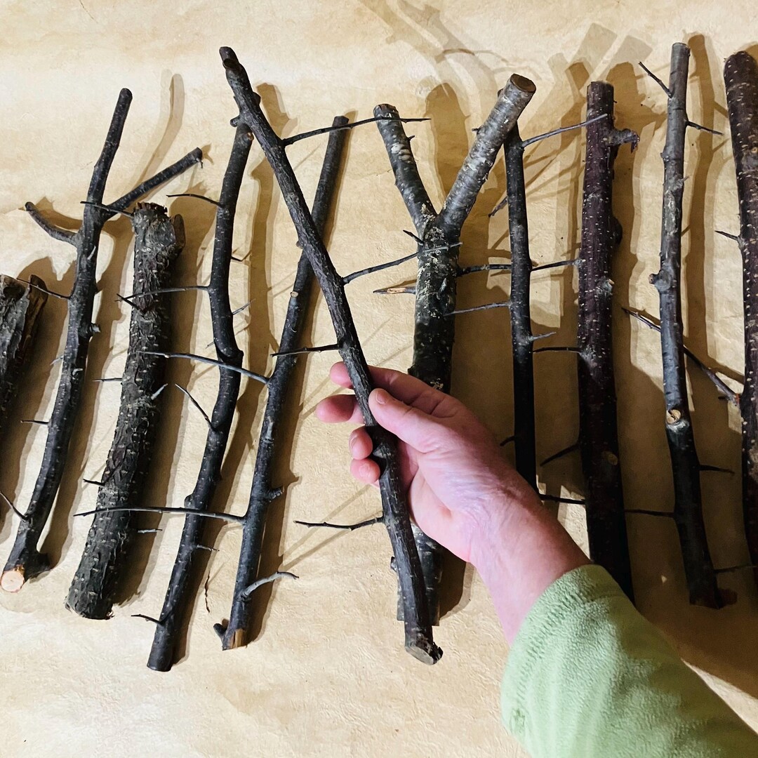 Blackthorn Wood, Prunus Spinosa Thorn Wood Sticks - Etsy