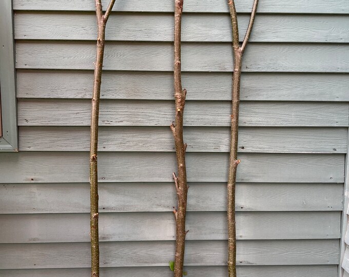 Alder Wood Stang Staff - Etsy