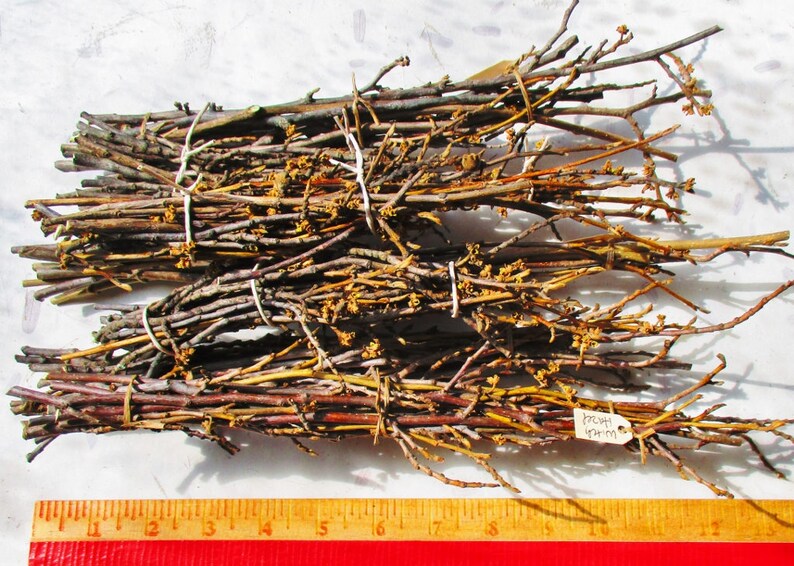 Witch Hazel Twigs, Bundle of Hamamelis Virginica Sticks - Etsy