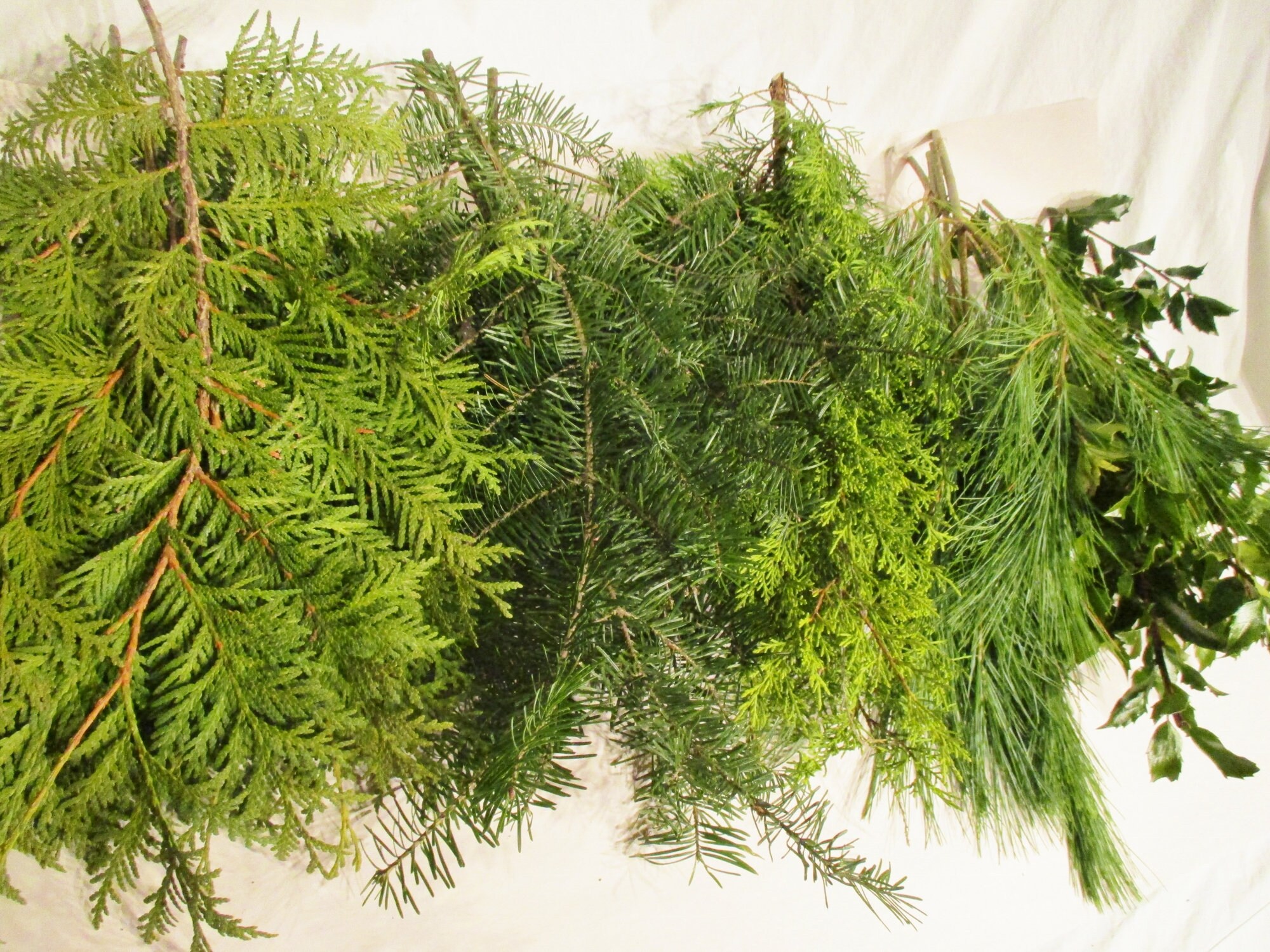 Fresh Mixed Evergreens White Pine Holly Balsam Fir and | Etsy