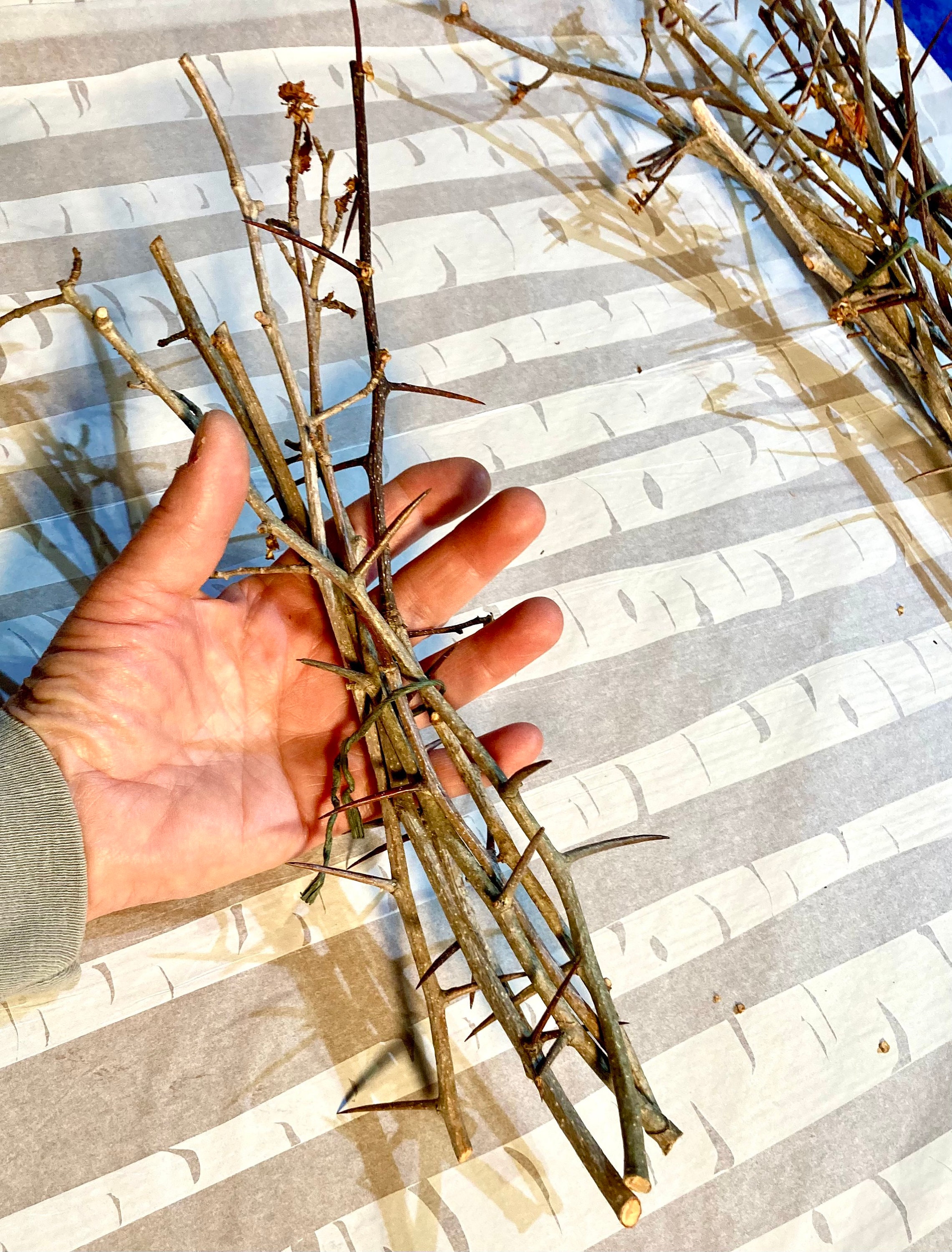 Hawthorn Tree Twigs With Thorns - Etsy