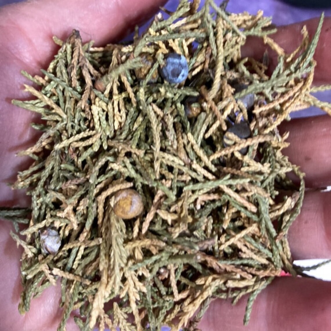Dried Eastern Red Cedar Needles, Juniperus Virginiana - Etsy
