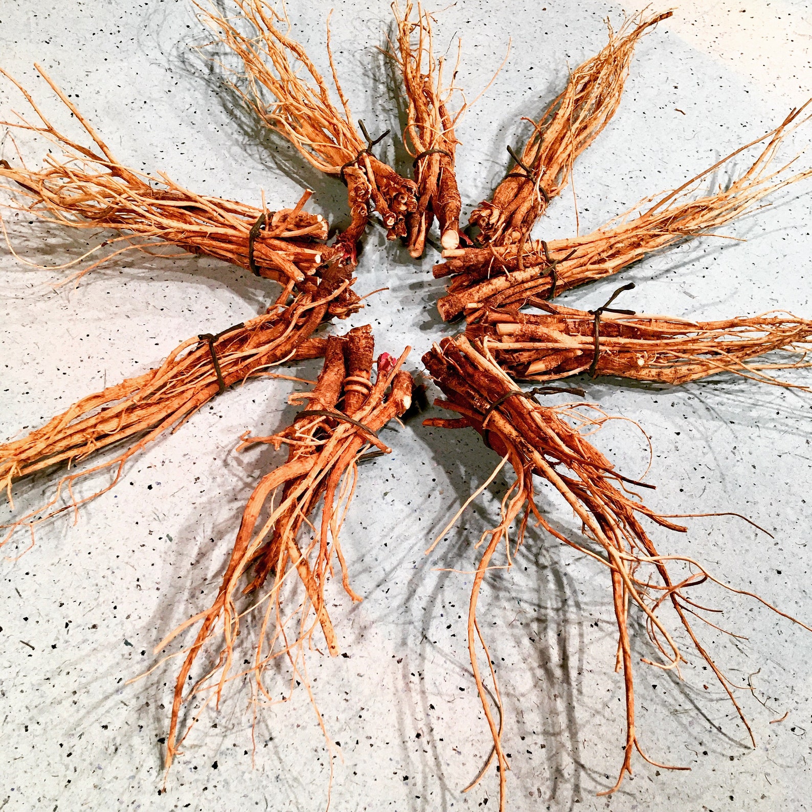 Dried Queen Anne's Lace Root - Etsy