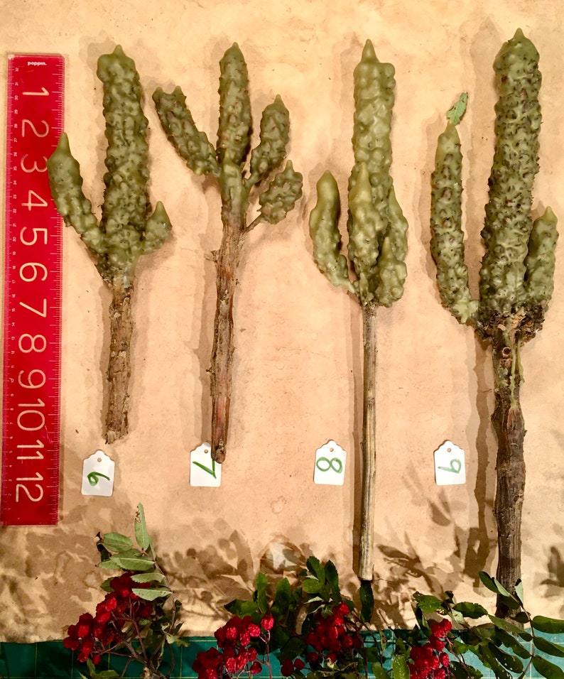 Large Witches Torches Mullein Bayberry Ceremonial Candle | Etsy