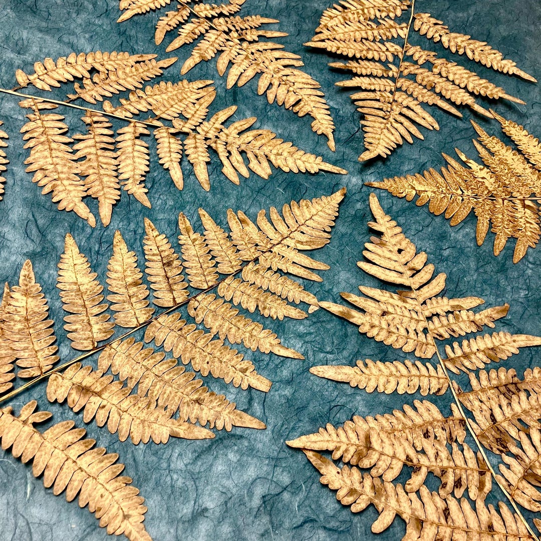Golden Fall Ferns, Pressed Autumn Colors Fern Fronds - Etsy