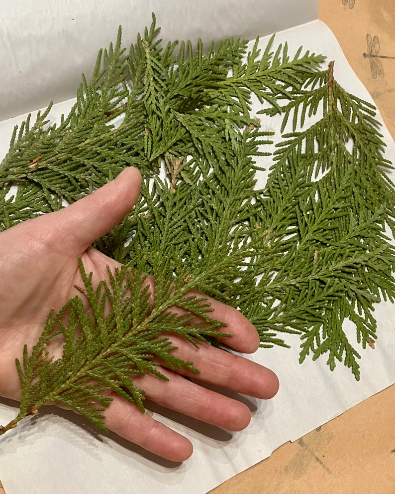 Pressed White Cedar - Etsy