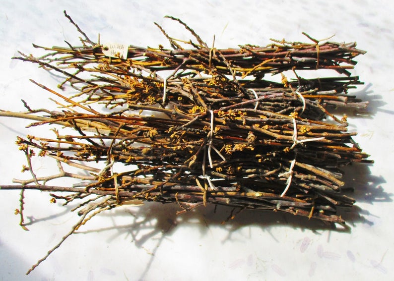 Witch Hazel Twigs, Bundle of Hamamelis Virginica Sticks - Etsy