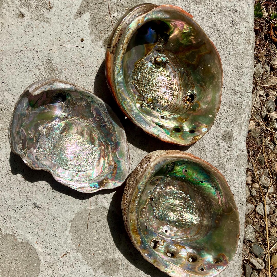 Extra Large Vintage Natural California Red Abalone Shells - Etsy