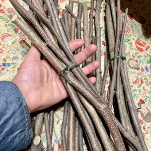 Hazelnut Wood Sticks - Etsy