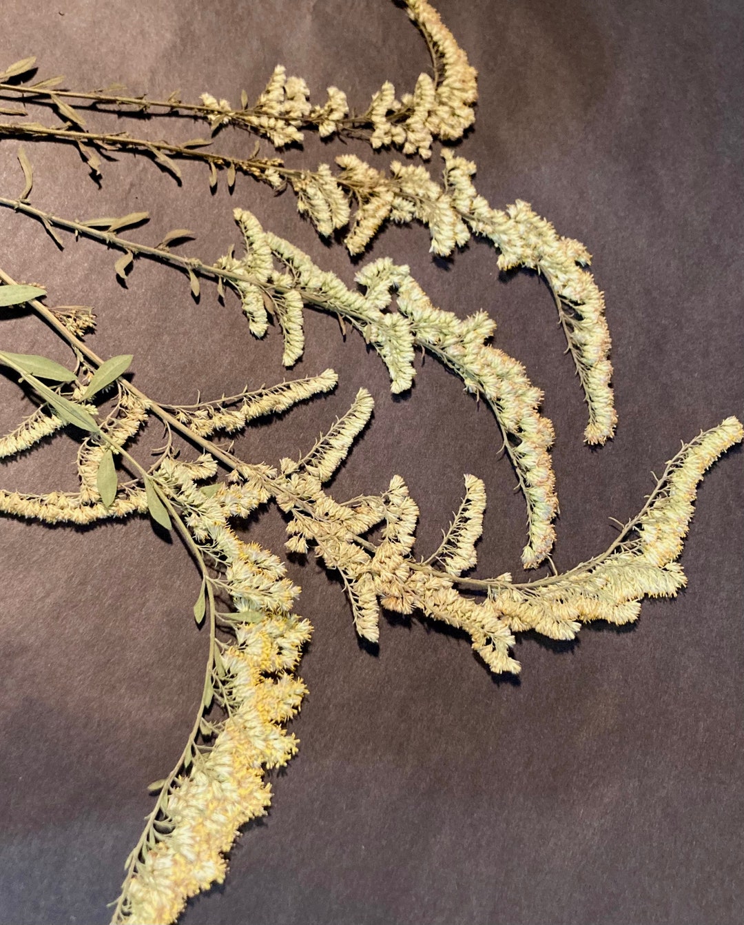 Pressed Goldenrod Flowers, Whole Long Stems Goldenrod - Etsy
