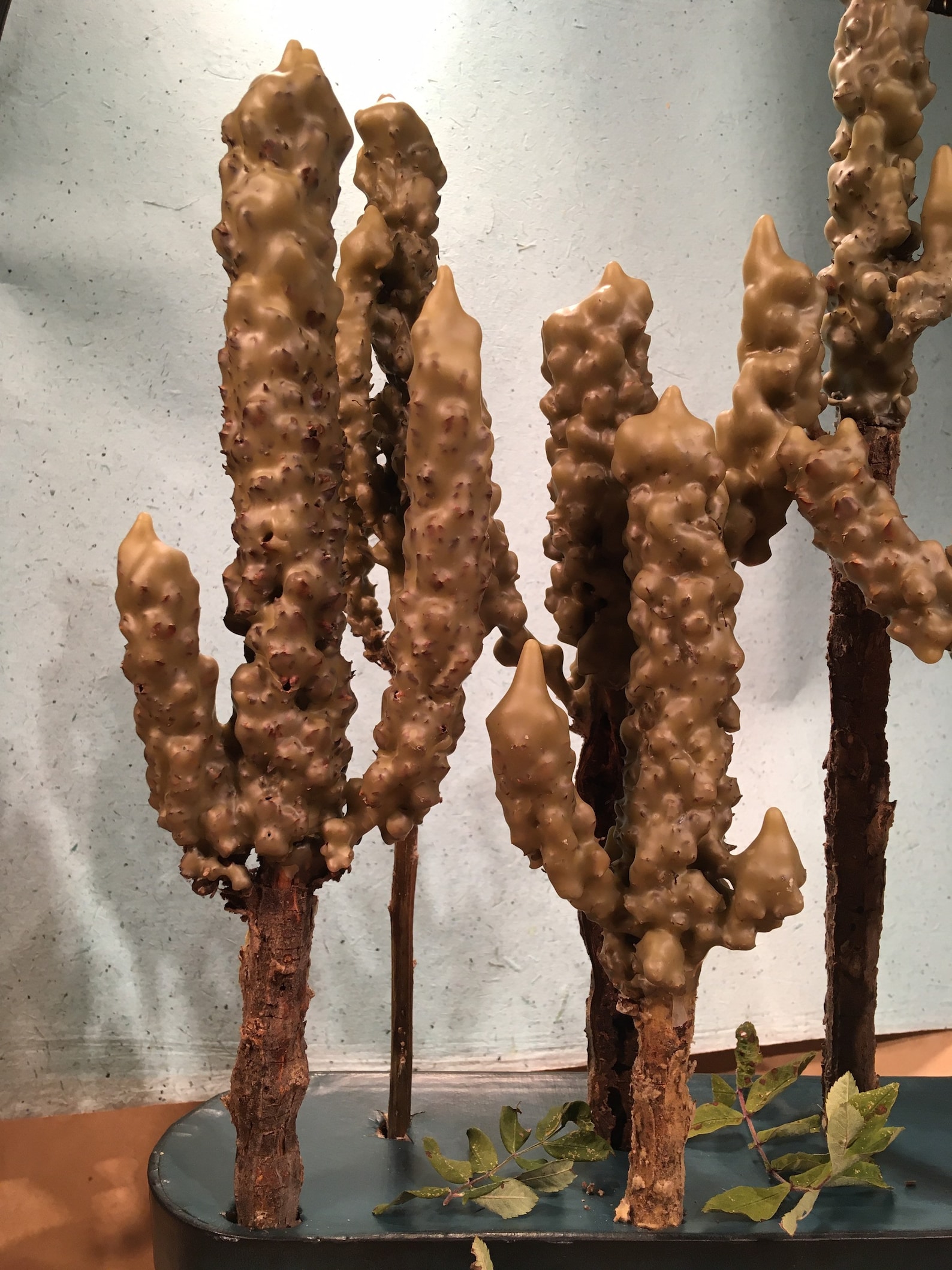 Large Witches Torches Mullein Bayberry Ceremonial Candle | Etsy