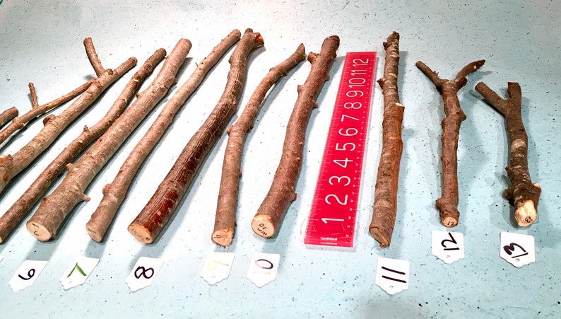 Hemlock Wood Eastern Hemlock Wand Carving Sticks Witch and | Etsy