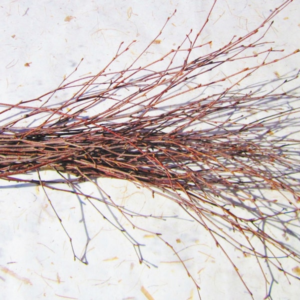 Long Birch Twigs - Etsy