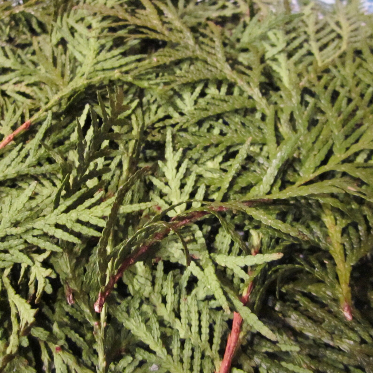 Fresh Cut Northern White Cedar Tips - Etsy