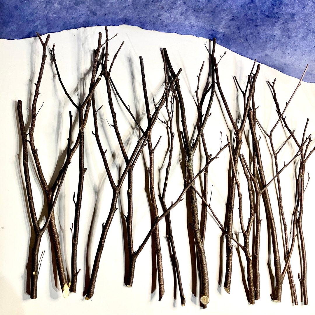 15 Forked Birch Sticks - Etsy