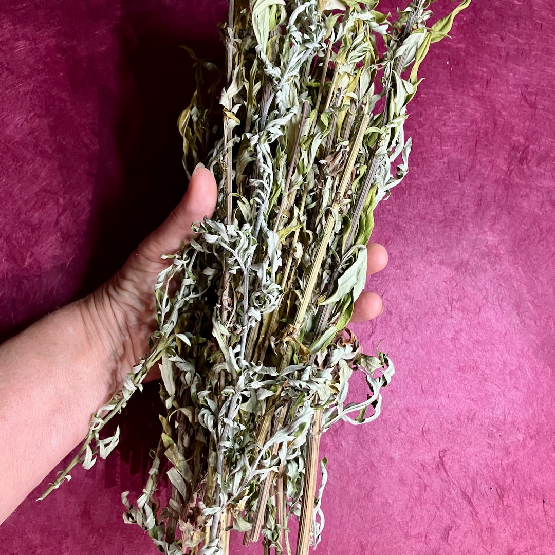 Whole Dried Mugwort Leaves on Stems, 2025 Harvest, Long Wild Crafted ...