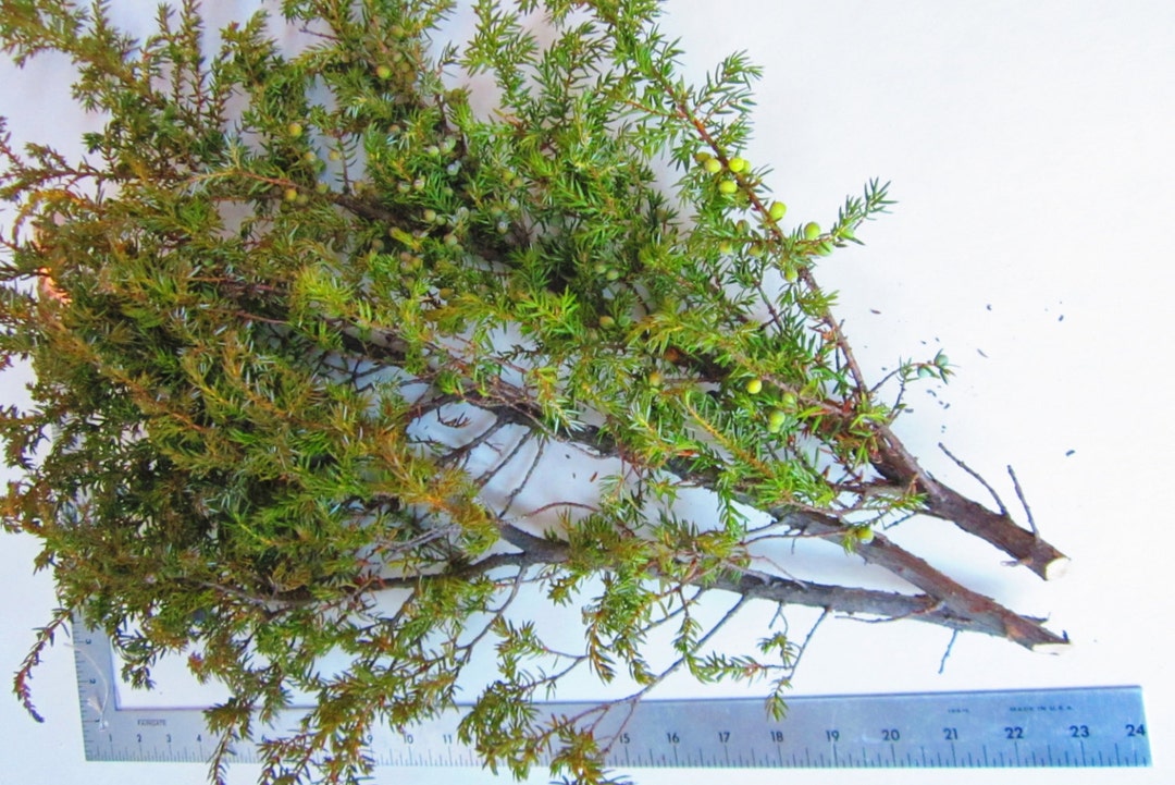 Juniper Branches, Fresh Cut Juniperus Communis - Etsy