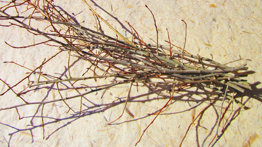 Poplar Wood Twigs Fresh Poplar Sticks - Etsy