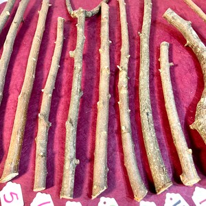 Wild Apple Wand Carving Wood - Etsy