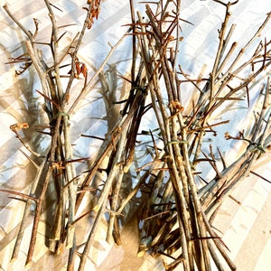 Hawthorn Tree Twigs With Thorns - Etsy