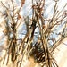 Hawthorn Tree Twigs With Thorns - Etsy