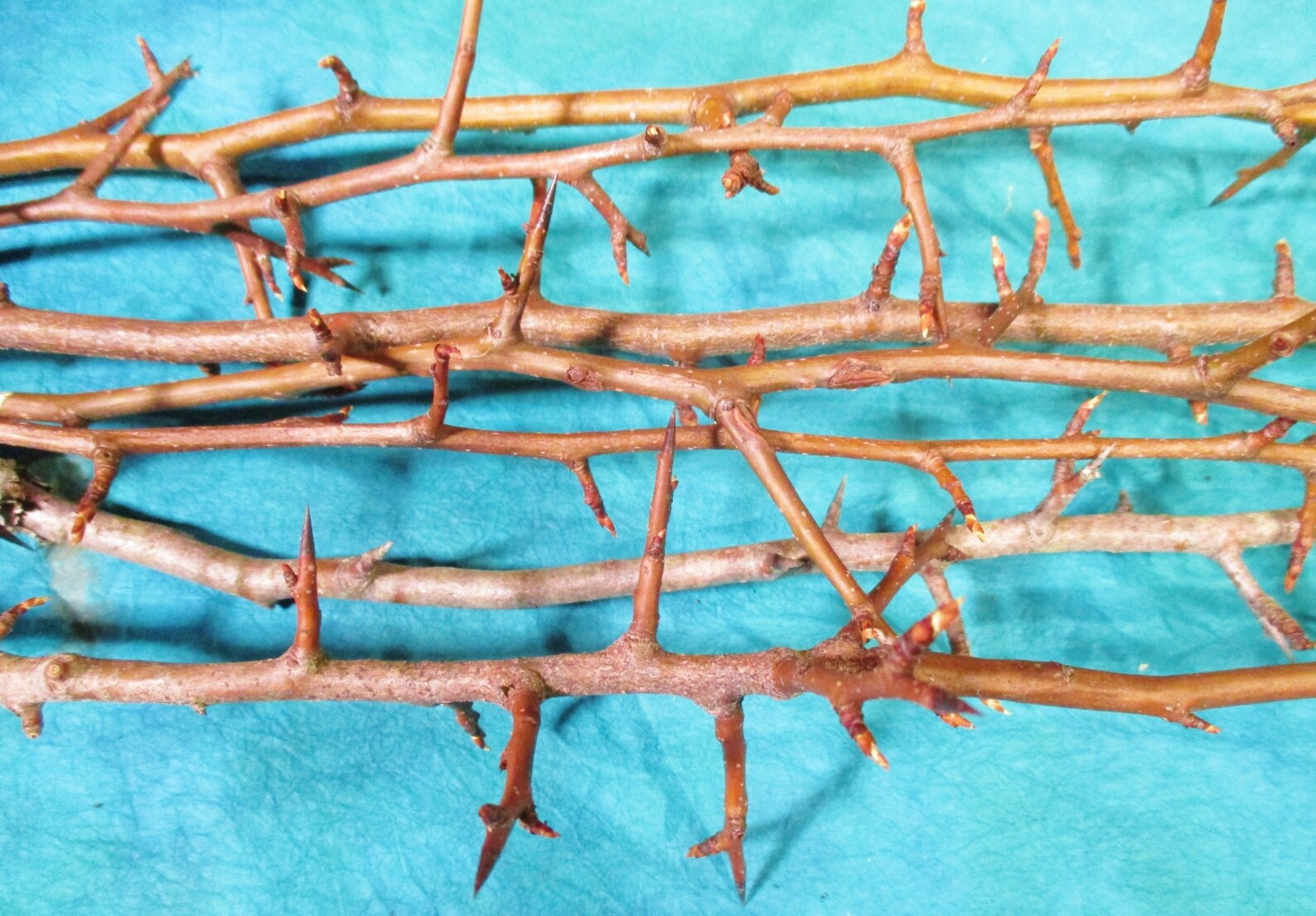 Thorn Branches, 7 Long Pear Wood Sticks With Thorns - Etsy