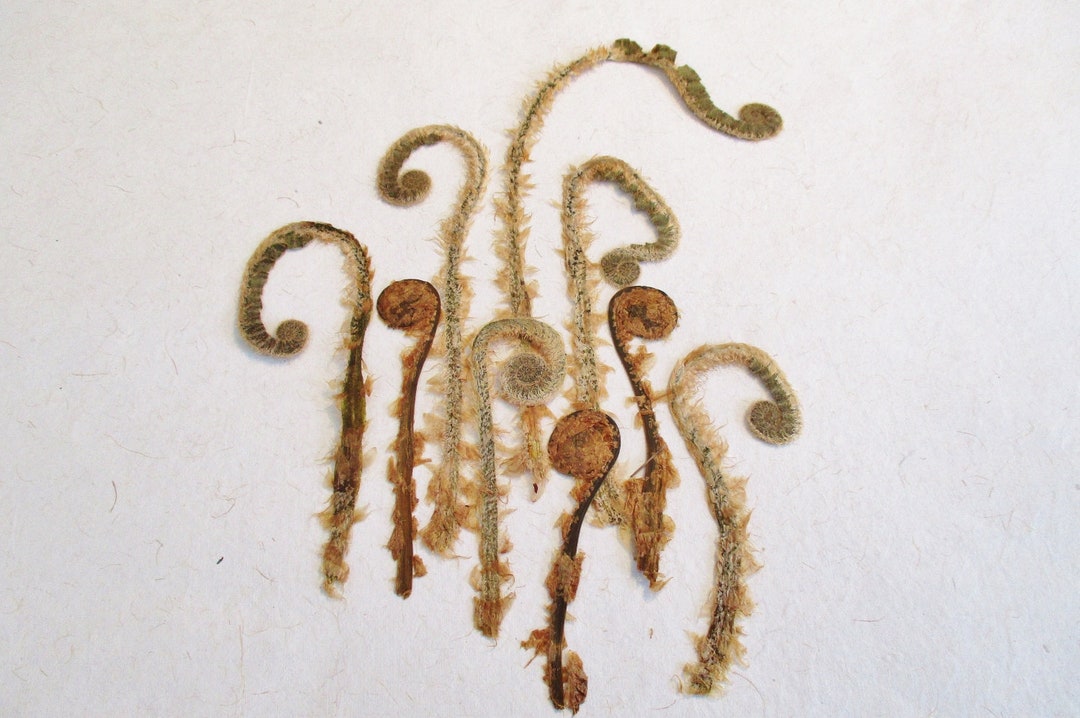 Pressed Christmas Fern Curls, 15 Whole Real Pressed Fiddlehead Ferns - Etsy